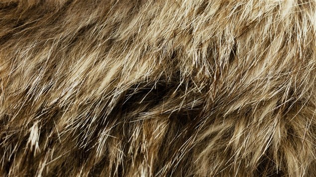 Les fourrures ontariennes valent leur pesant d'or | Radio-Canada