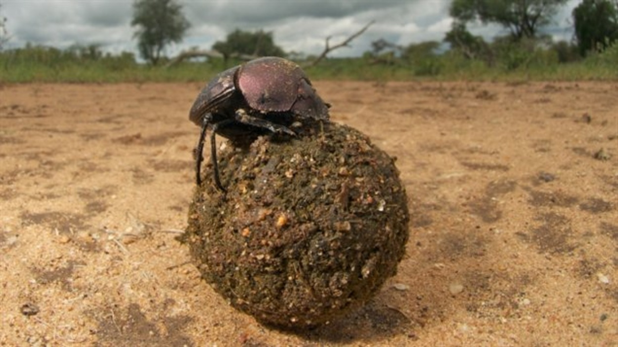 La mystérieuse danse du bousier expliquée | Radio-Canada
