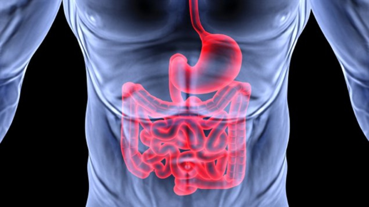 Modifier des bactéries pour lutter contre l'inflammation intestinale ...