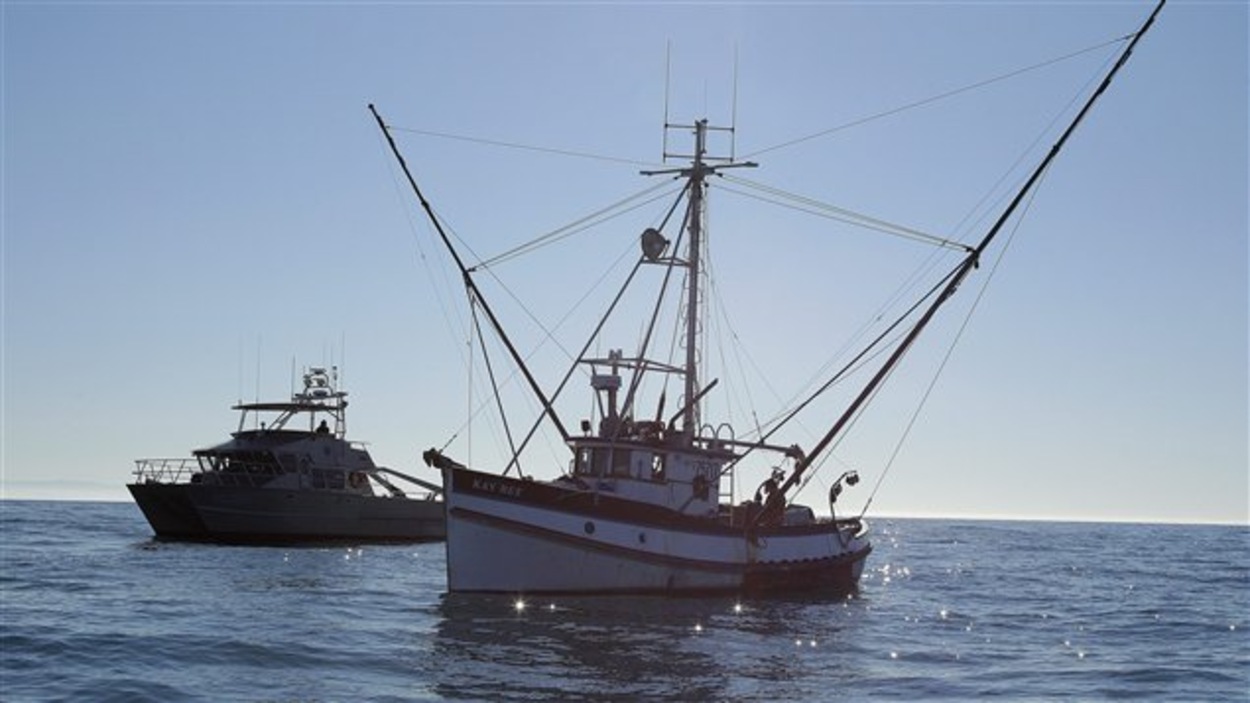 Le stock de crabe des neiges en augmentation dans le golfe du Saint ...