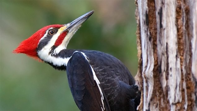 pique-bois - définition - C'est quoi