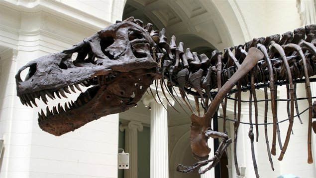 Le T. rex était bel et bien un chasseur | Radio-Canada
