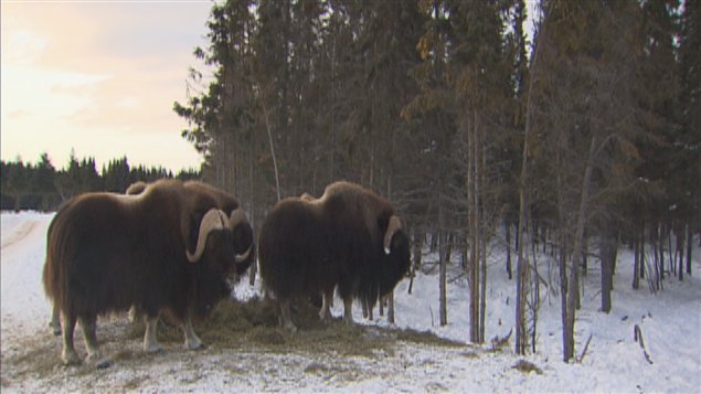 Le Zoo de Saint-Félicien travaille sur deux nouveaux projets | Radio-Canada