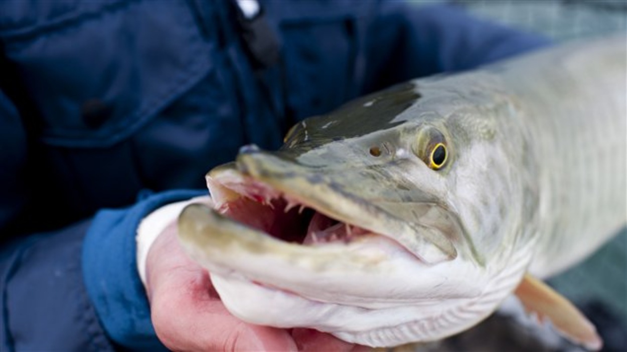 Le retour du maskinongé dans la Spanish | Radio-Canada