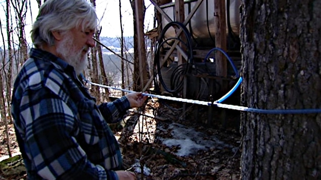 Un printemps difficile pour les acériculteurs de l'Outaouais | Radio-Canada