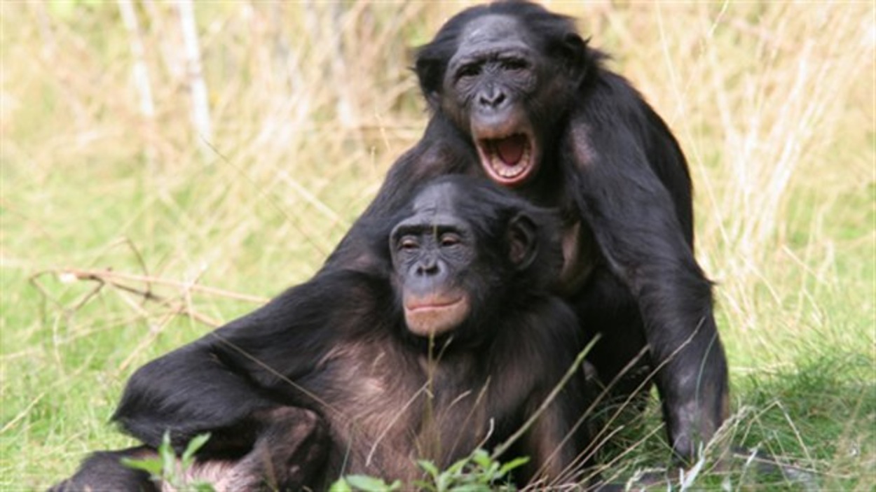 Comportements lesbiens chez les bonobos : un lien avec le pouvoir ...
