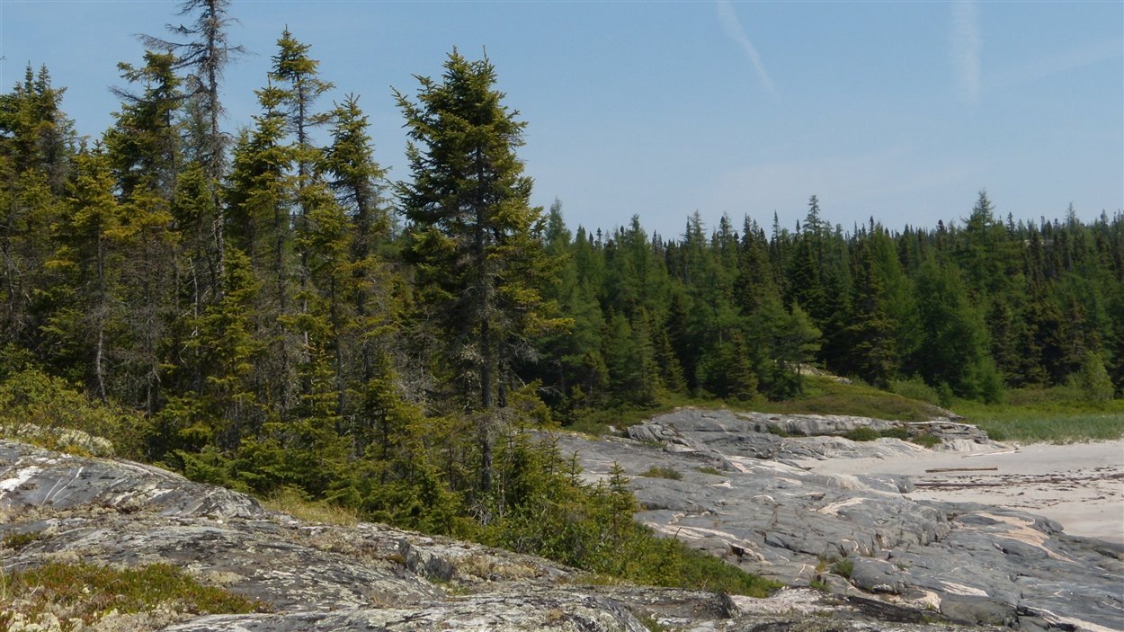 L'arpenteuse de la pruche frappe la réserve faunique des Laurentides ...