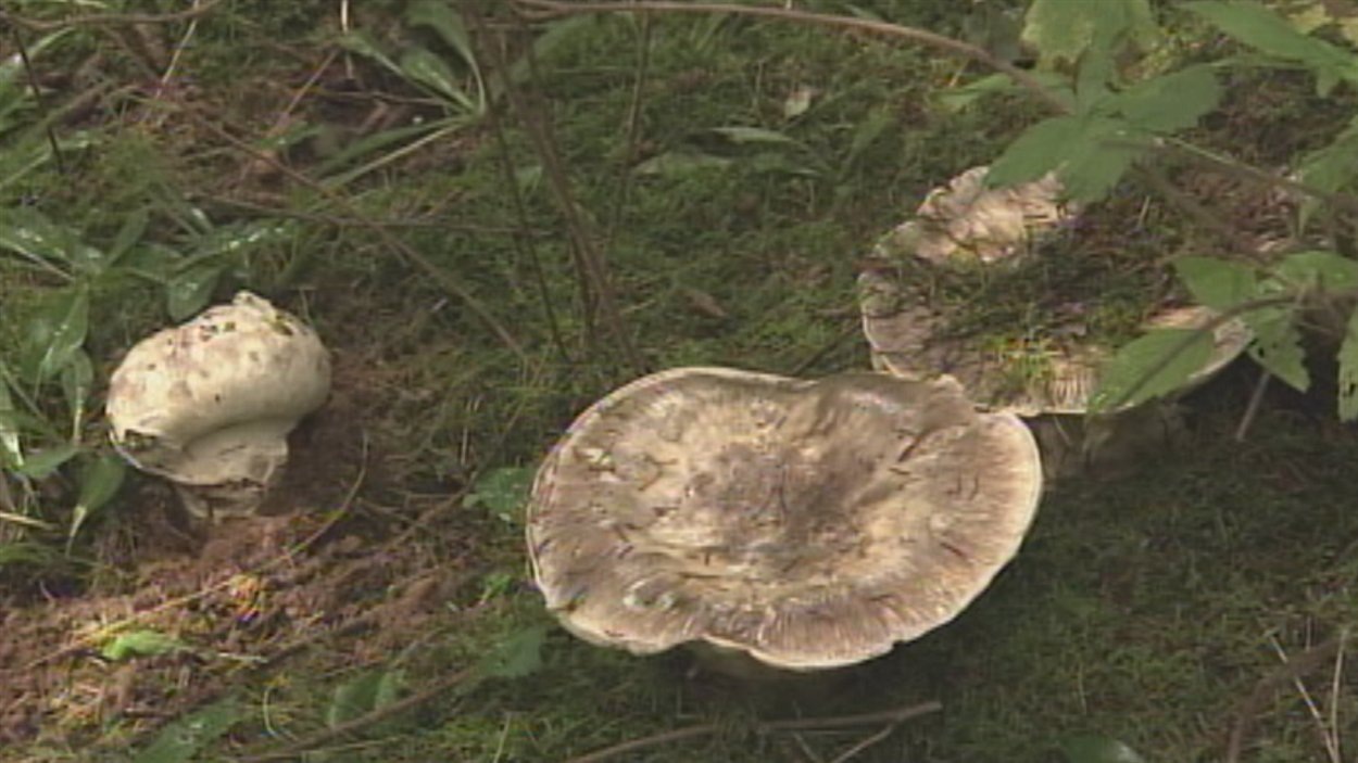 Le champignon comme attrait touristique | Radio-Canada