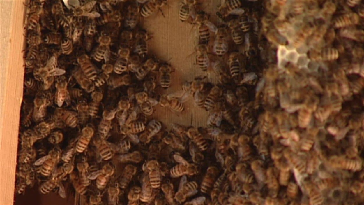 Il faut sauver plutôt qu'exterminer les abeilles, selon une compagnie d ...
