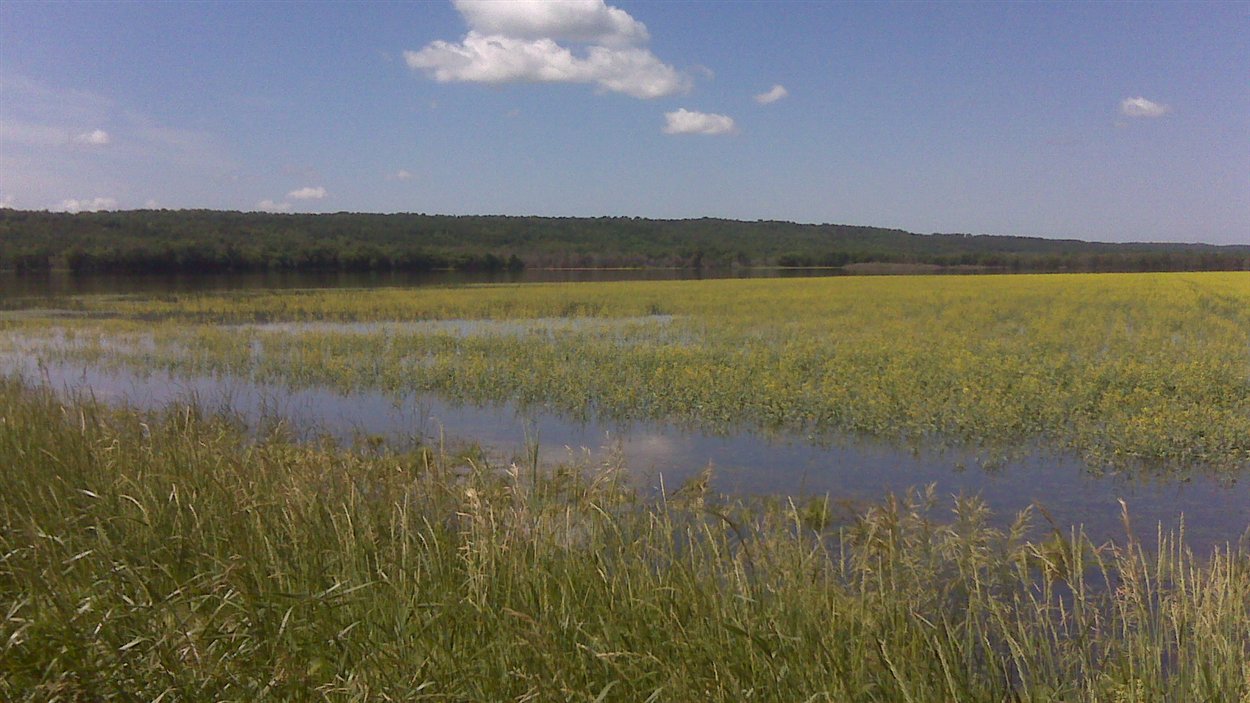 Des agriculteurs inondés accusent le barrage Shellmouth | Radio-Canada