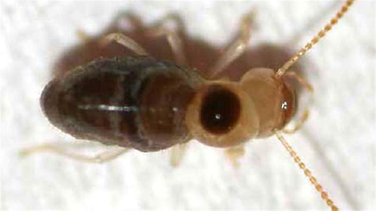 Missions-suicides pour les vieux termites | Radio-Canada