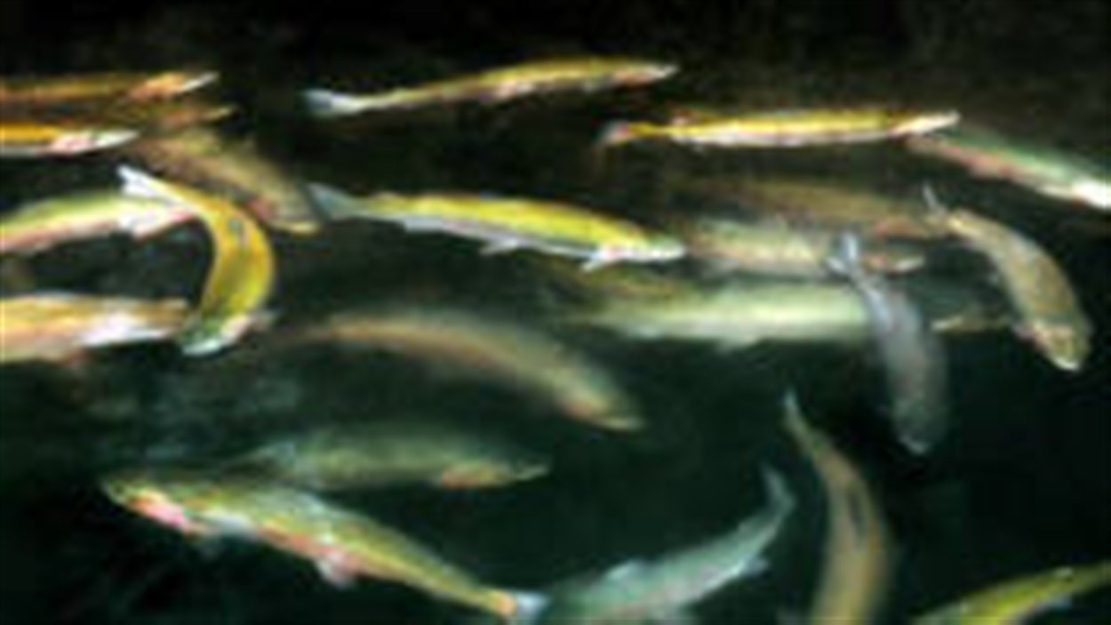 Des poissons en péril à l'Î.-P.-É. transférés dans une rivière plus ...