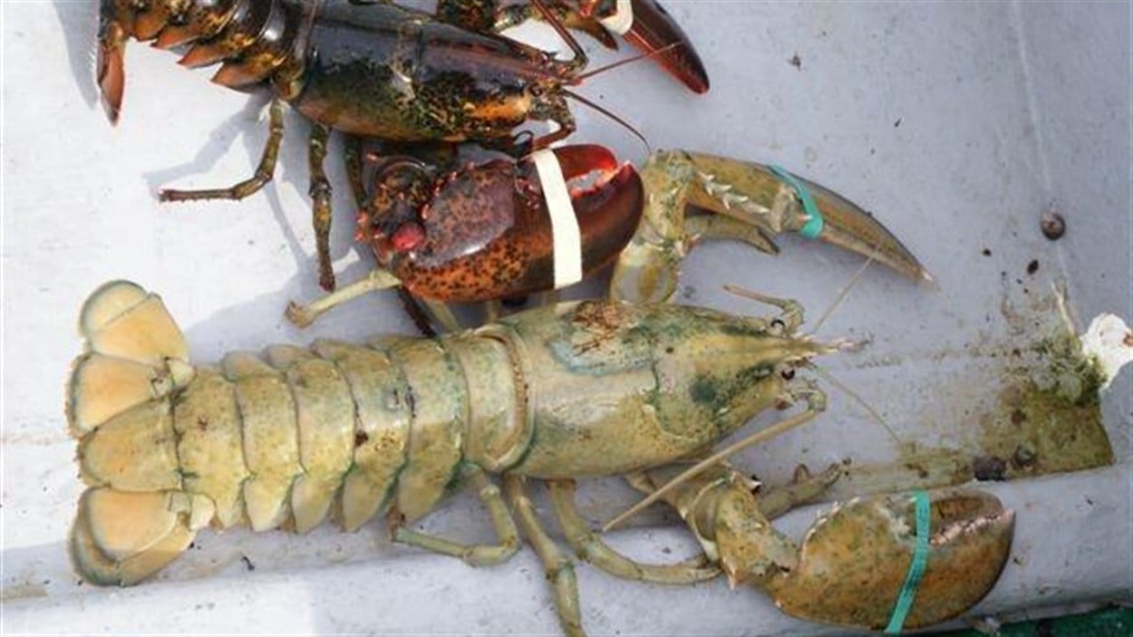 Côte-Nord : rare découverte d'un homard albinos | Radio-Canada