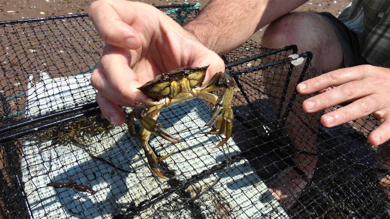 Le crabe vert inquiète l'industrie du homard | Radio-Canada