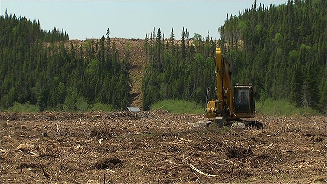 Romaine 2 : des travaux de déboisement sont en cours | Radio-Canada
