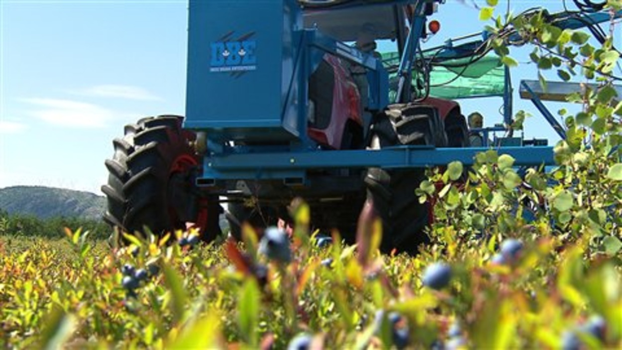 N.-B. : Assemblée annuelle des producteurs de bleuets | Radio-Canada