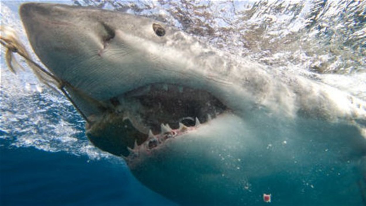 L'Australie impose des mesures pour contrer les attaques de requins ...
