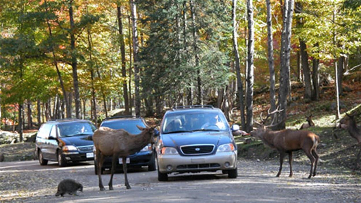 Animaux abattus au Parc Oméga en 2011 : la sécurité a été revue | Radio ...