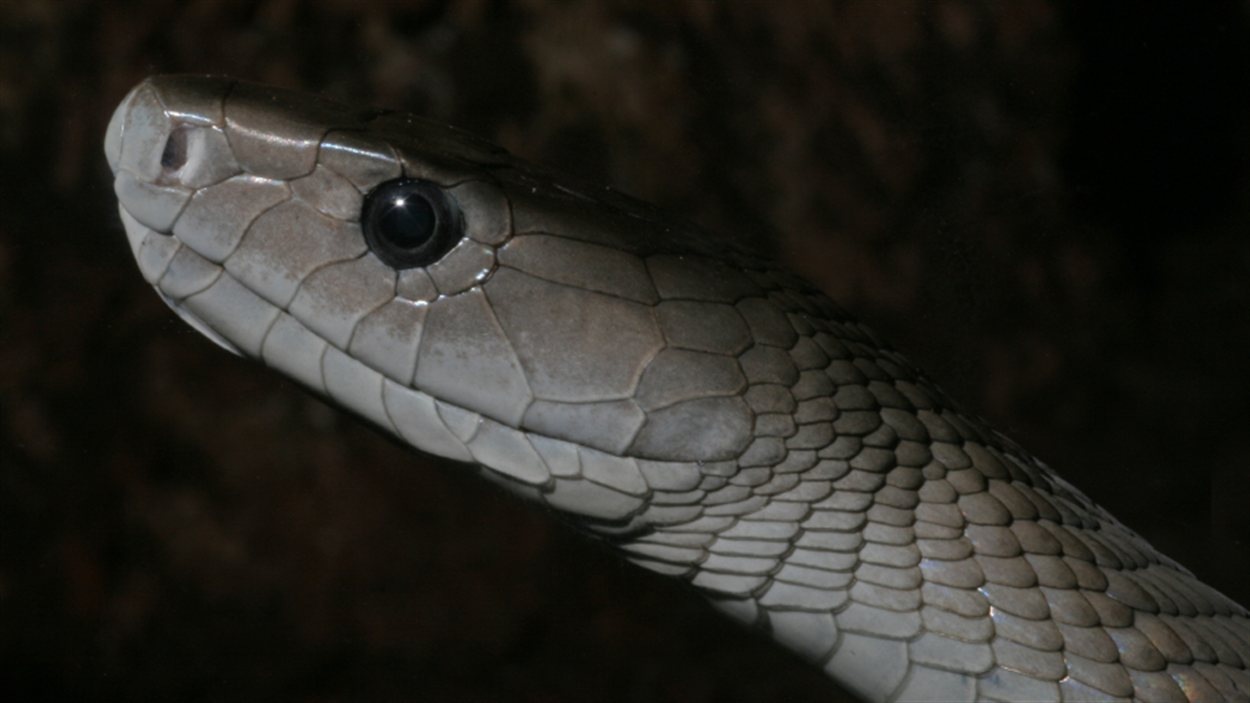 Le secret du mamba noir contre la douleur | Radio-Canada