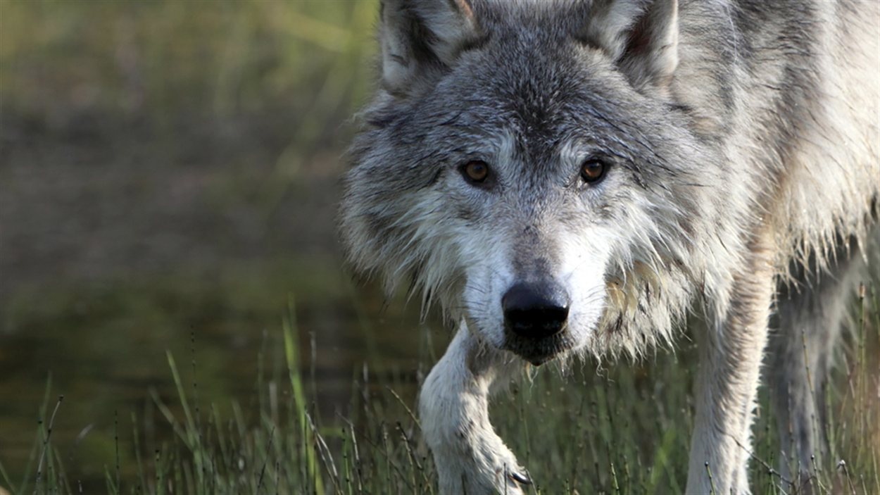 Les loups vivant dans des régions ouvertes à la chasse sont plus ...