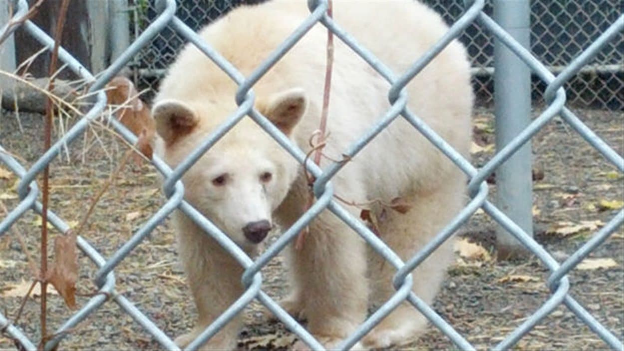 Un ours Kermode est admis en captivité à Kamloops | Radio-Canada