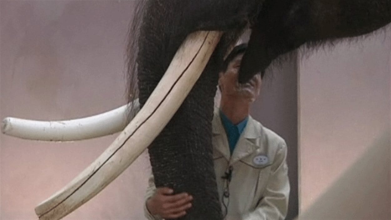 Koshik, l'éléphant qui parle coréen | Radio-Canada