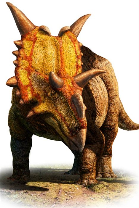Voici le Xenoceratops foremostensis! | Radio-Canada