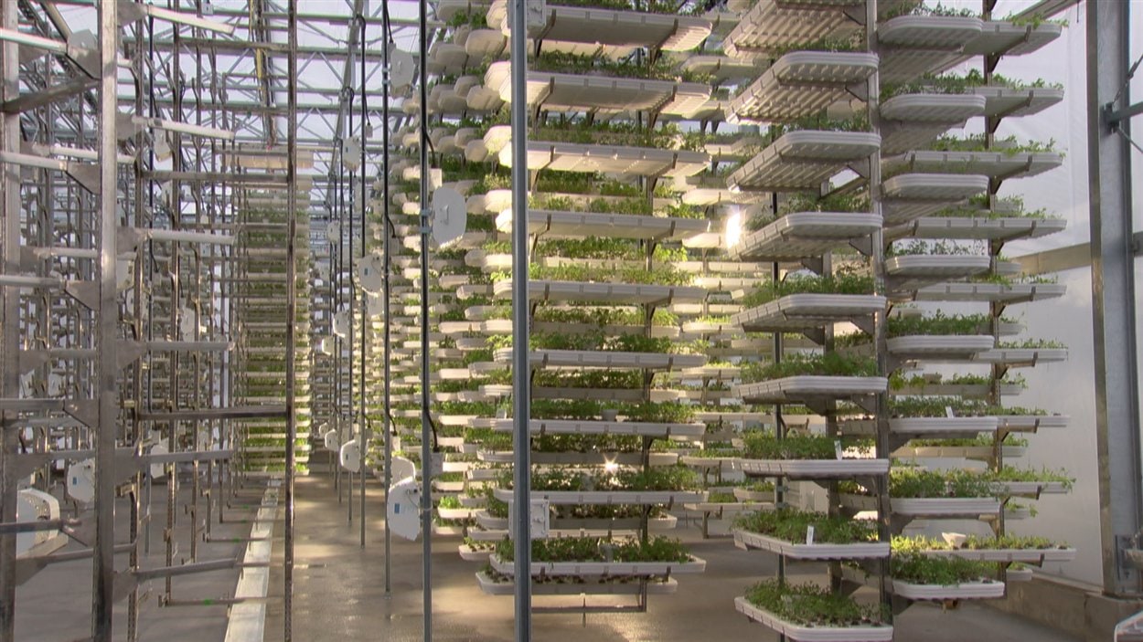 Une entreprise spécialisée en marijuana installera une ferme verticale ...