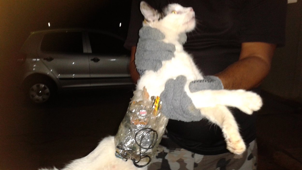 Un chat était utilisé pour faire entrer des outils dans une prison du ...