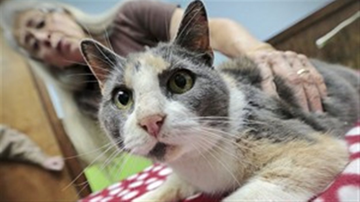 En continu | Insolite | Radio-Canada | Page 162