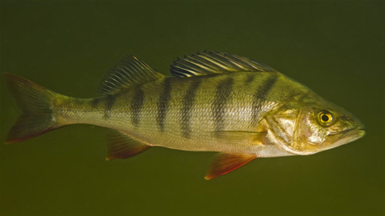 Des perchaudes exposées aux anxiolytiques | Radio-Canada