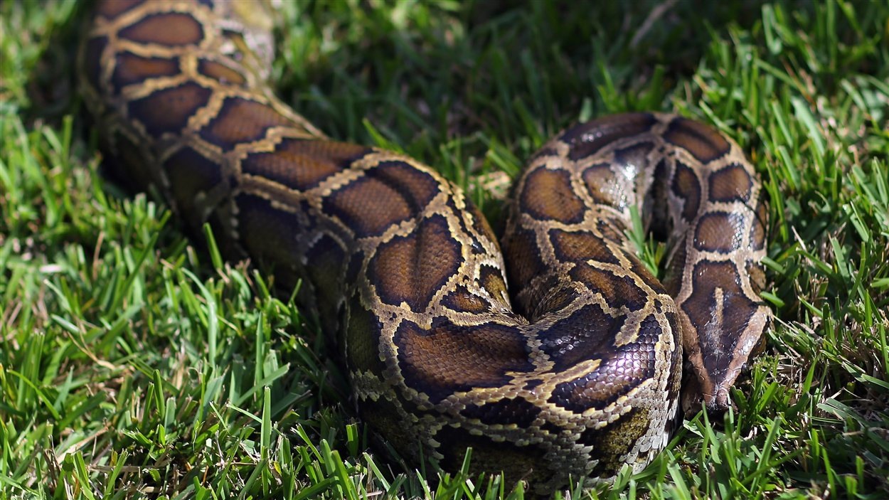 68 pythons birmans capturés dans les Everglades en Floride | Radio-Canada