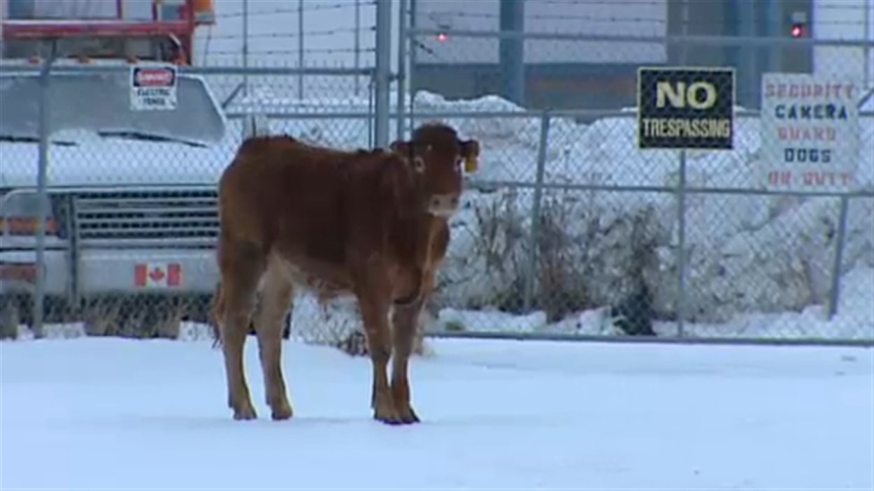 Edmonton : une vache en fuite est capturée par des policiers | Radio-Canada