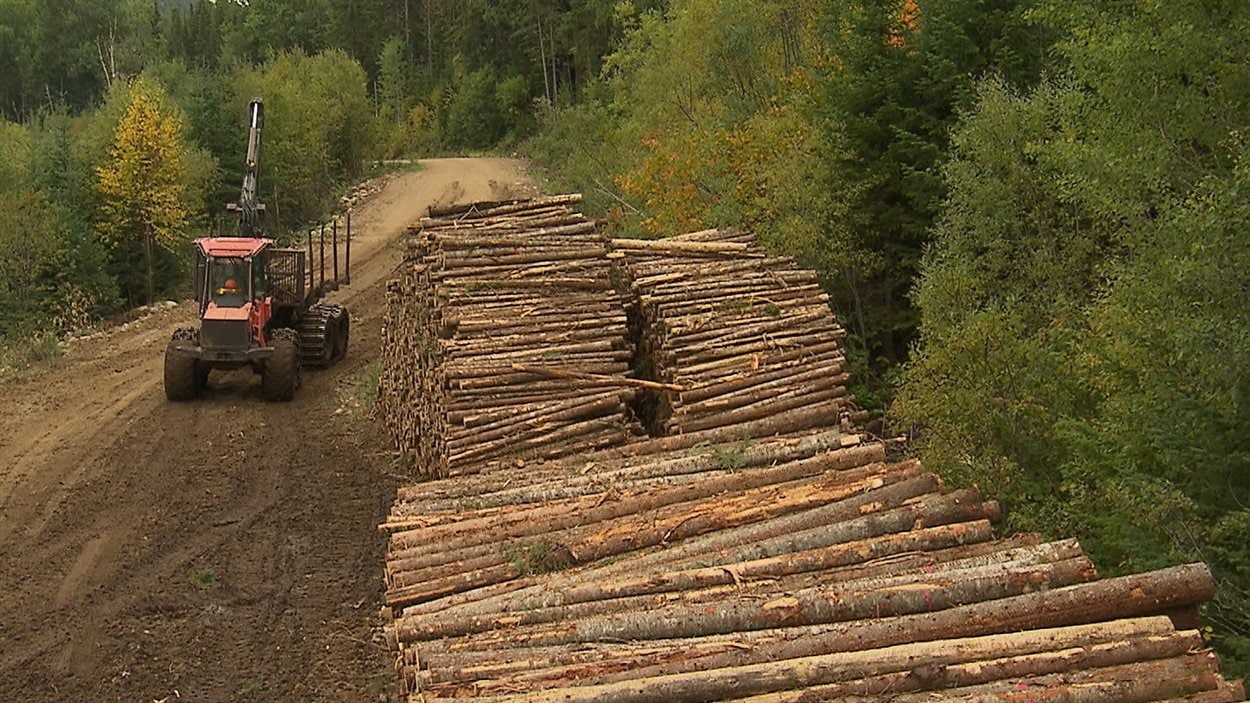 Régime forestier : Québec doit refaire ses devoirs, selon un chercheur ...
