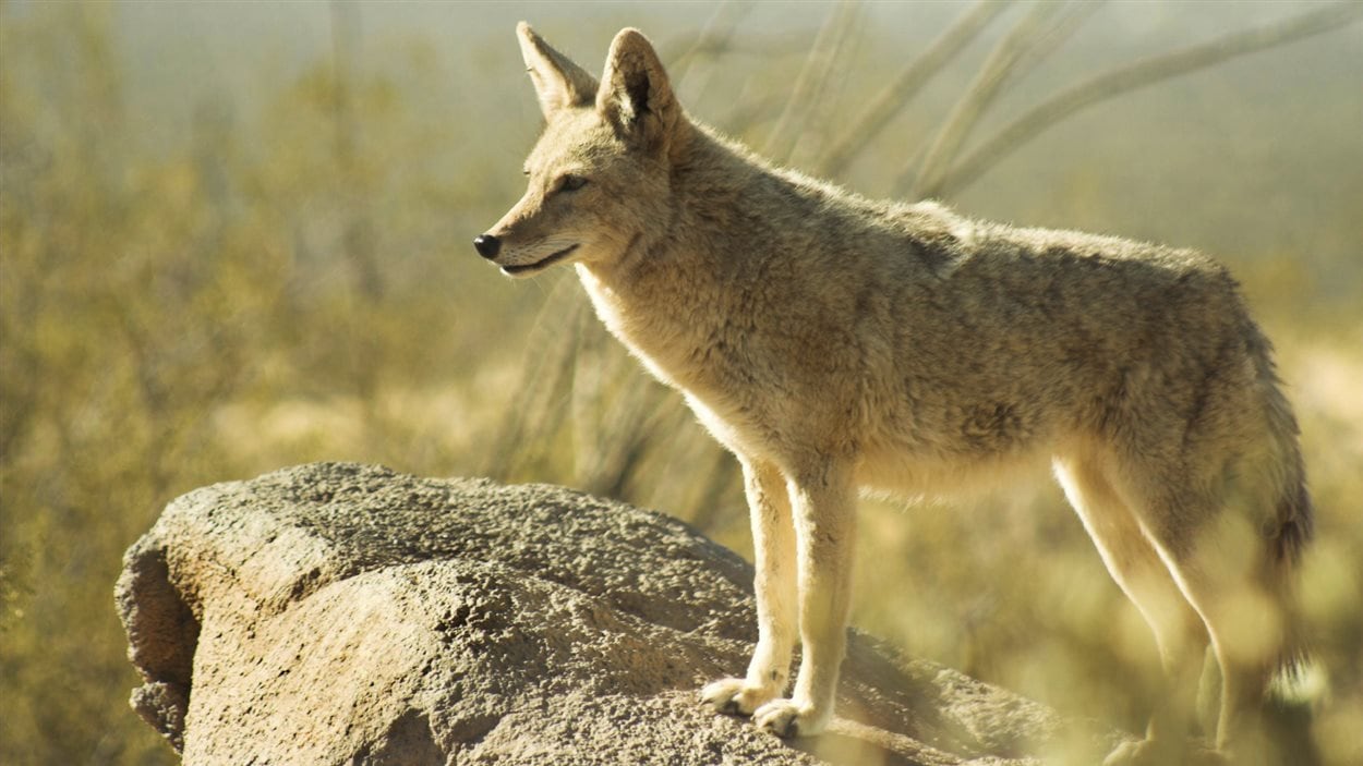 Il chasse le coyote de chez lui avec un aspirateur | Radio-Canada