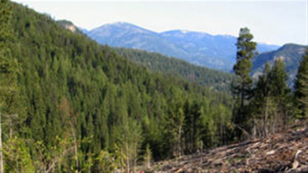 Dénonciation des méthodes d’exploitation forestière de Produits forestiers Résolu | Radio-Canada