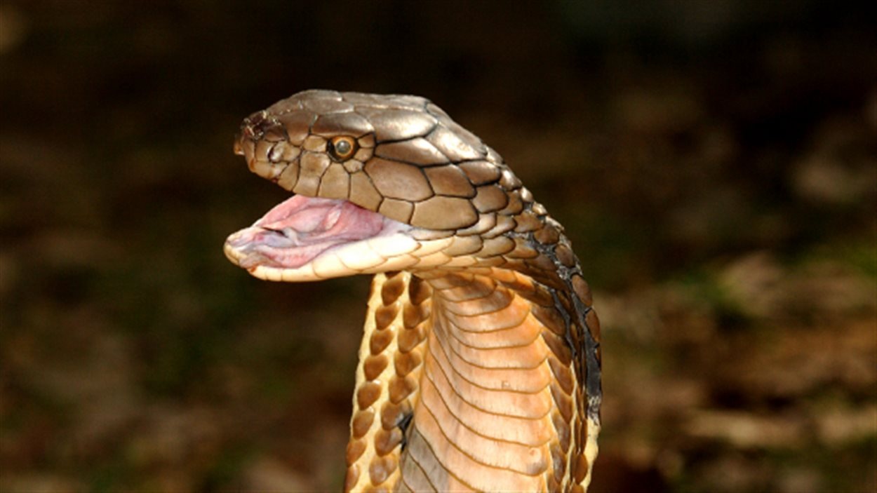 La police saisit 53 cobras royaux dans une voiture | Radio-Canada