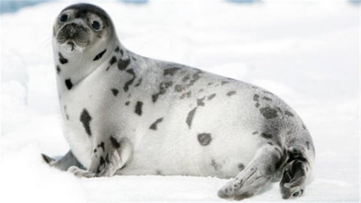 Philip Toone veut retirer le phoque gris de la liste des espèces à ...