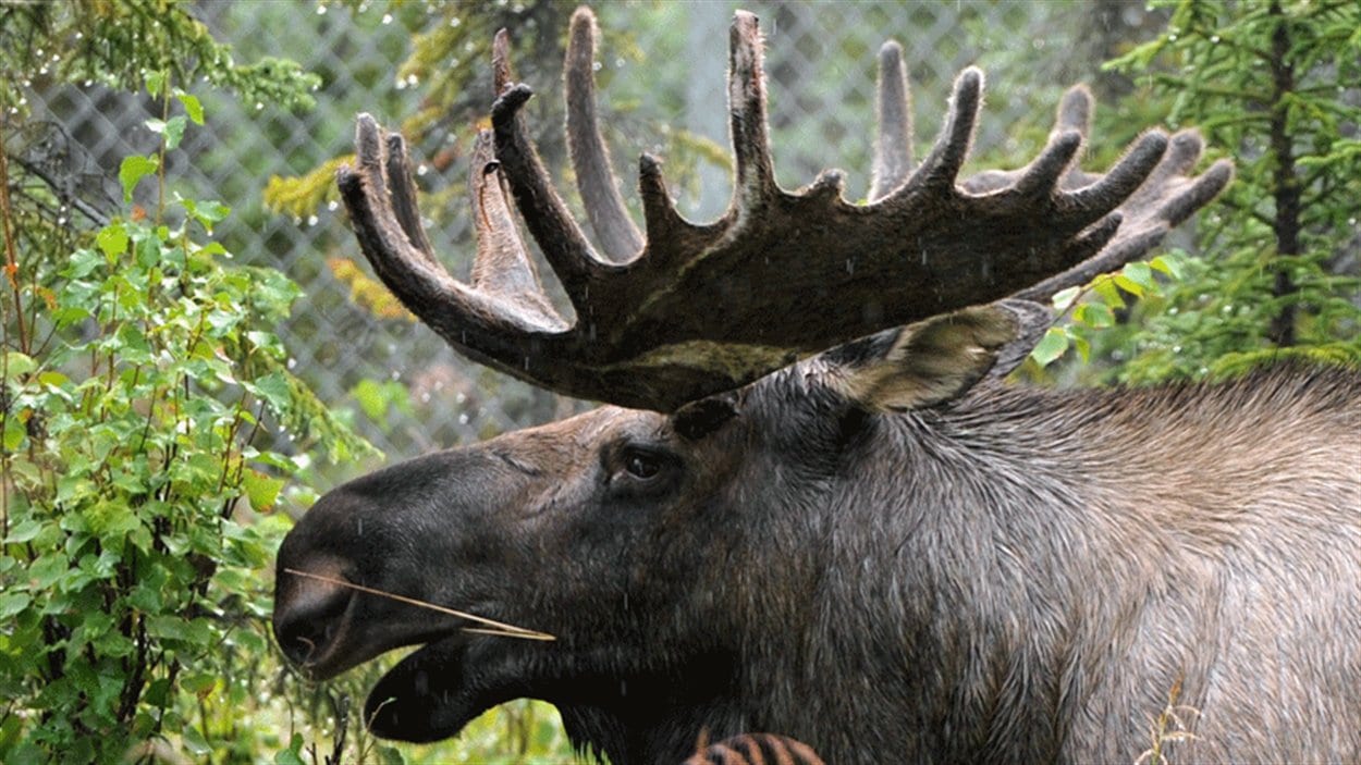 Une amende pour avoir intimidé un orignal | Radio-Canada