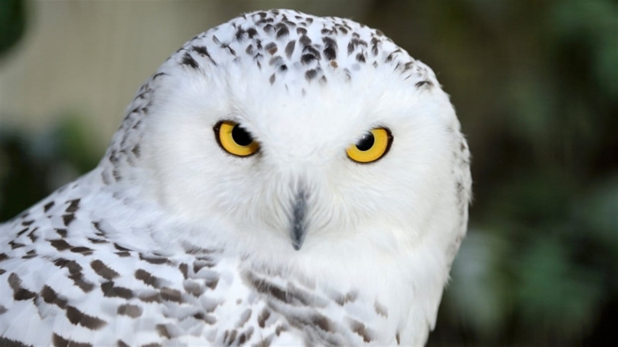 Nombre inhabituel de harfangs des neiges au N.-B. | Radio-Canada