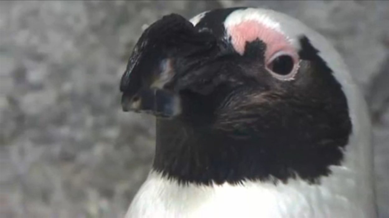 Le zoo du parc Assiniboine accueille trois manchots du Cap | Radio-Canada