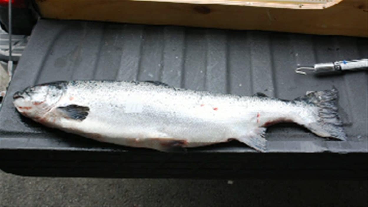 La présence de saumons d'élevage dans la nature à Terre-Neuve soulève ...