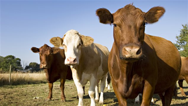 Centre-du-Québec : des éleveurs de bovins encouragent l'achat local ...
