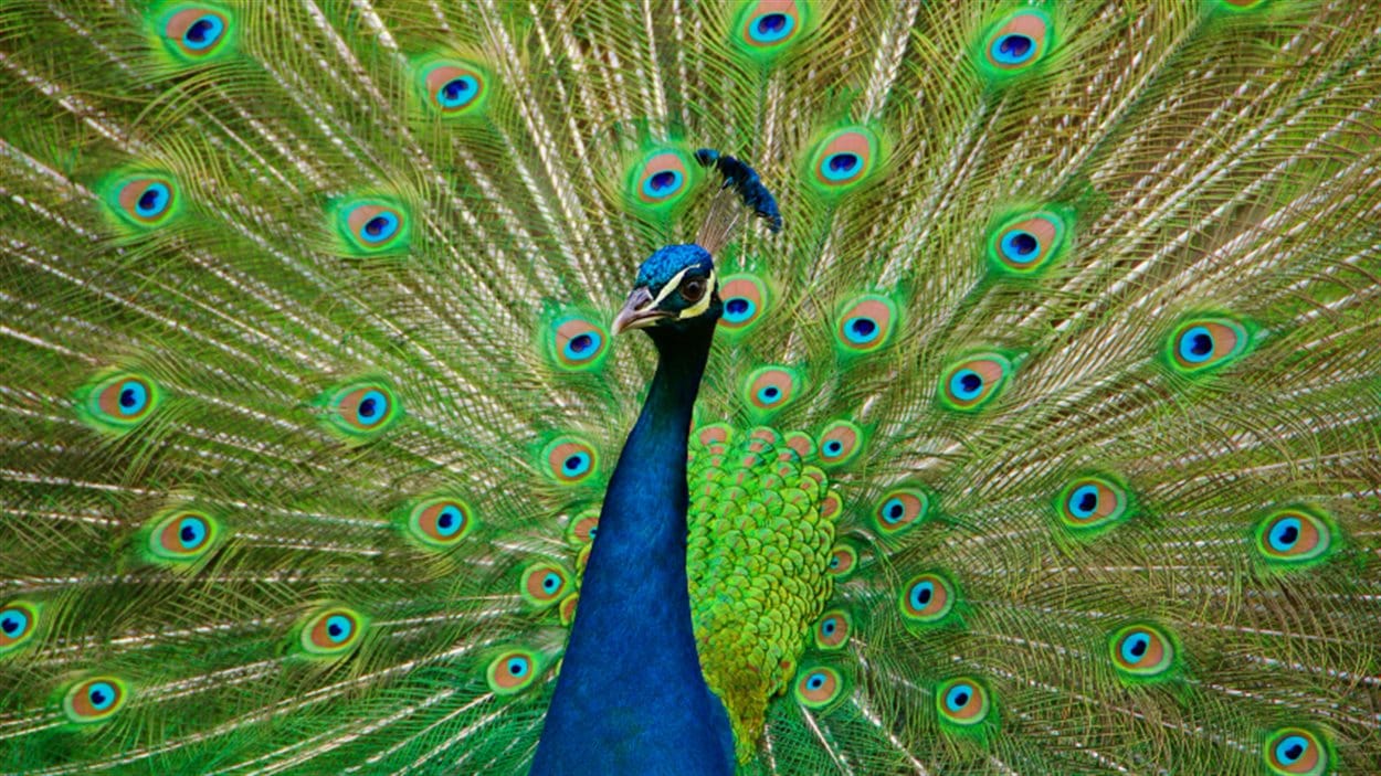 Un paon qui s'était échappé d'un zoo de Moncton a été capturé | Radio ...