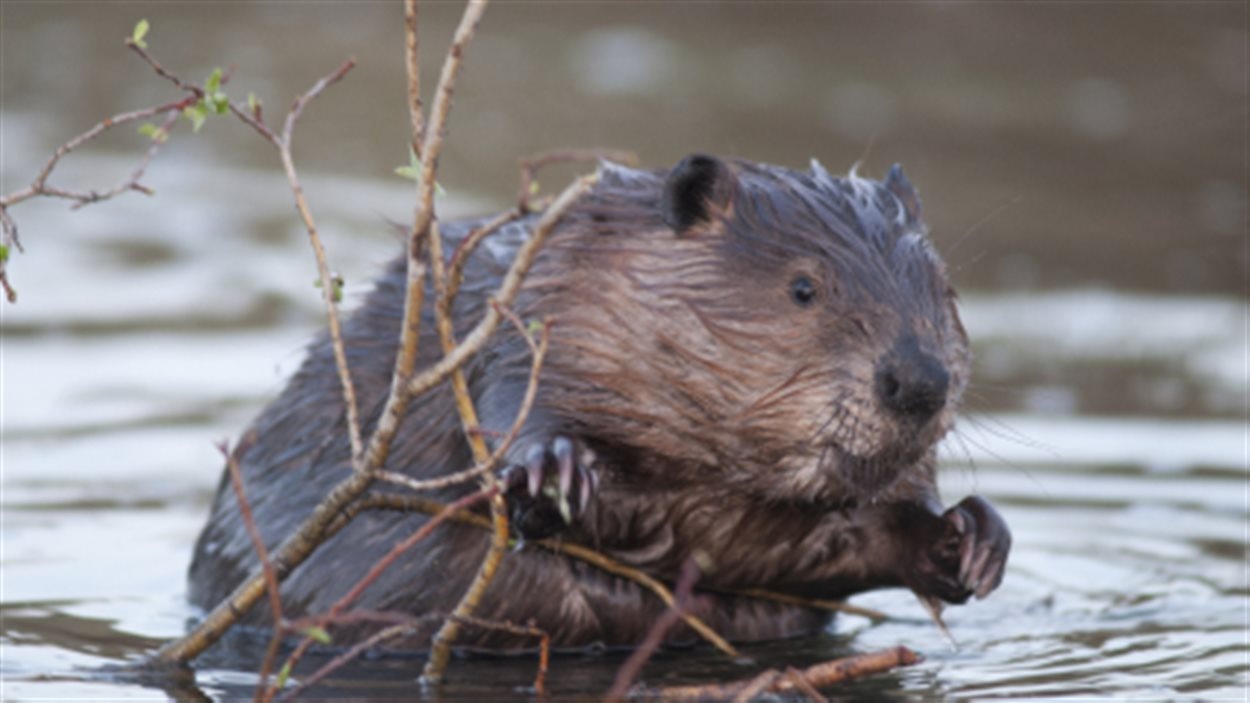 Des castors agressifs font plusieurs victimes au Bélarus, dont un mort ...