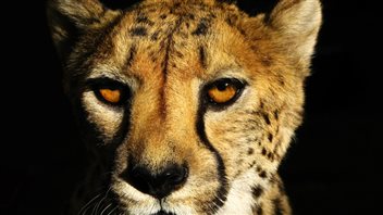 Ce qui fait du guépard un redoutable chasseur | ICI.Radio-Canada.ca
