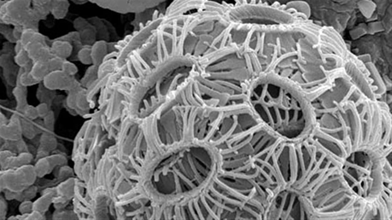 Le génome d'Emiliania décrypté | Radio-Canada