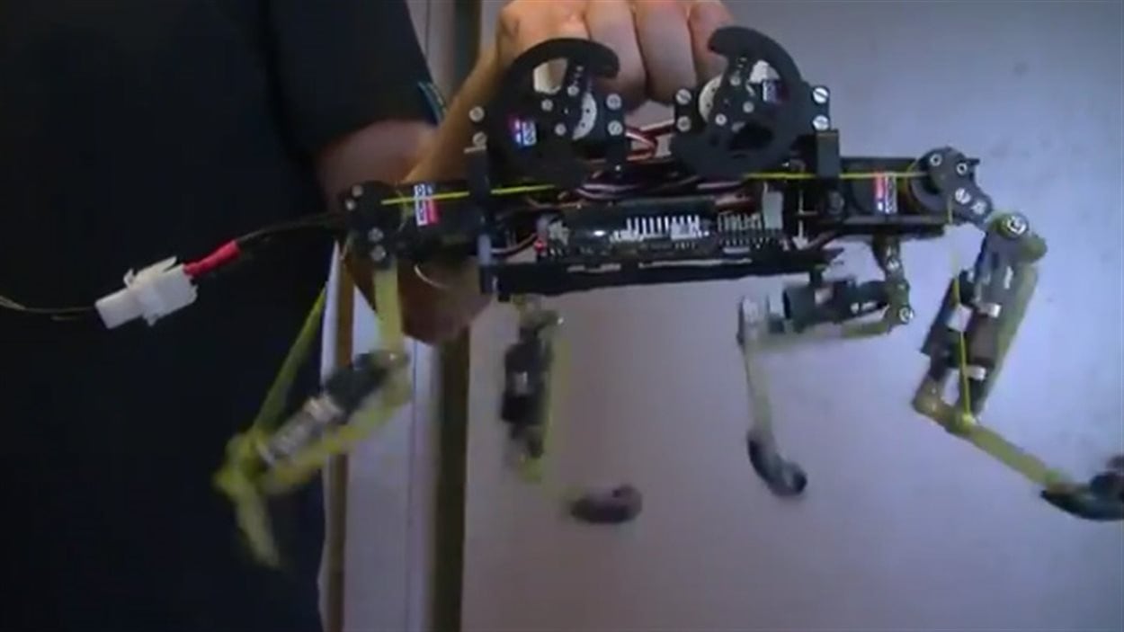 Félin comme un robot | Radio-Canada