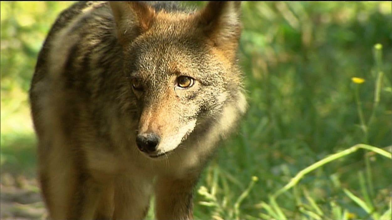 Comment vivre près des coyotes? | Radio-Canada