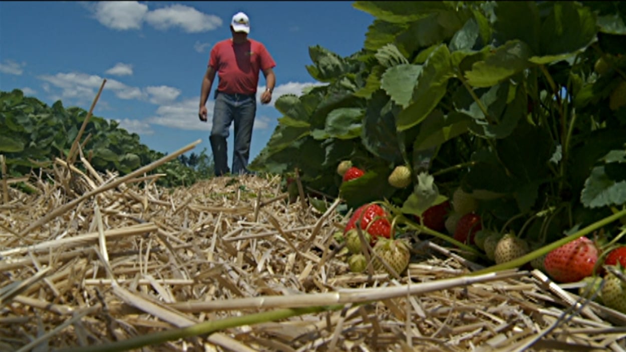 La Ferme Roger Bourdages et fils de Saint-Siméon vit des moments ...